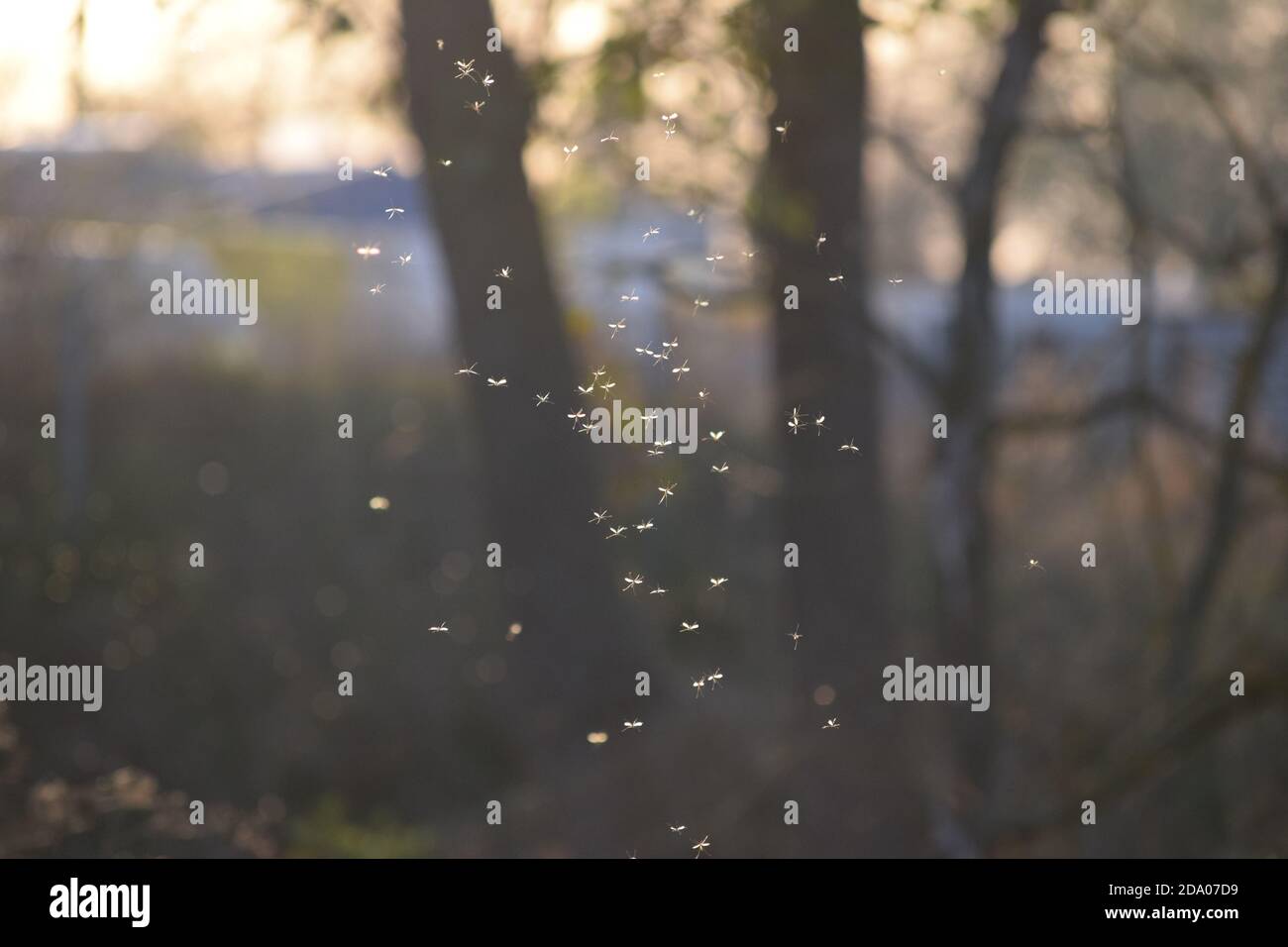 Flying mayflies hi-res stock photography and images - Alamy