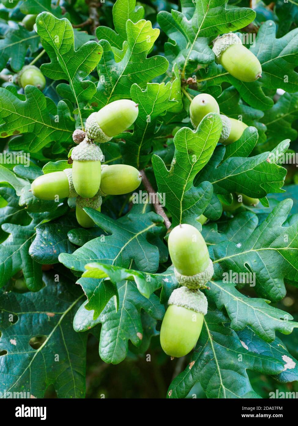 Acorn acorns oaknut oaknuts hi-res stock photography and images - Alamy