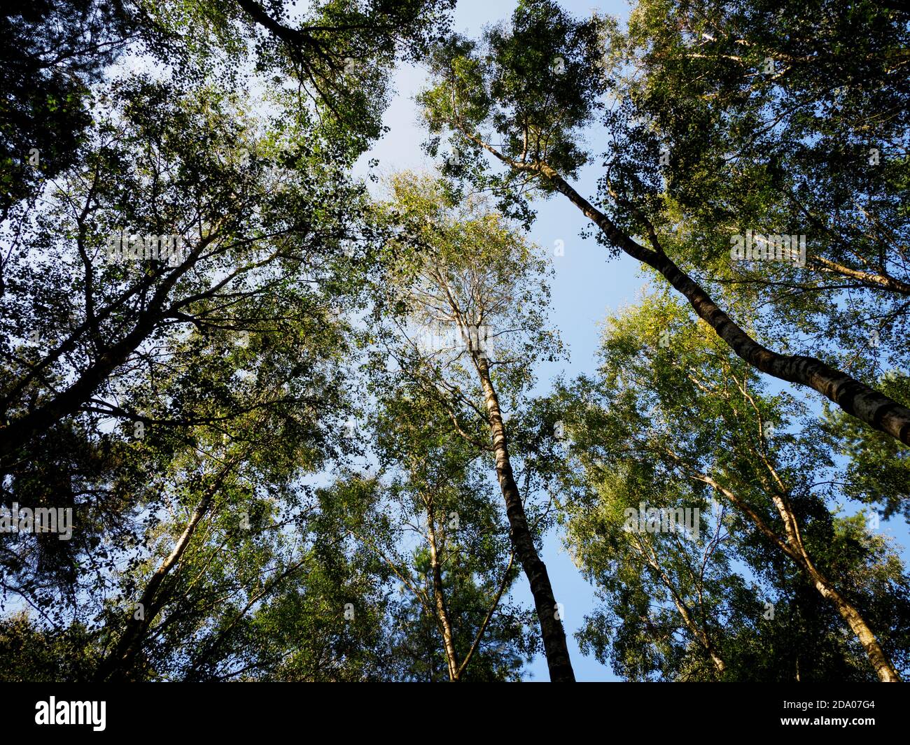 Looking up at the canopy of Silver Birch trees, Thetford Forest ...