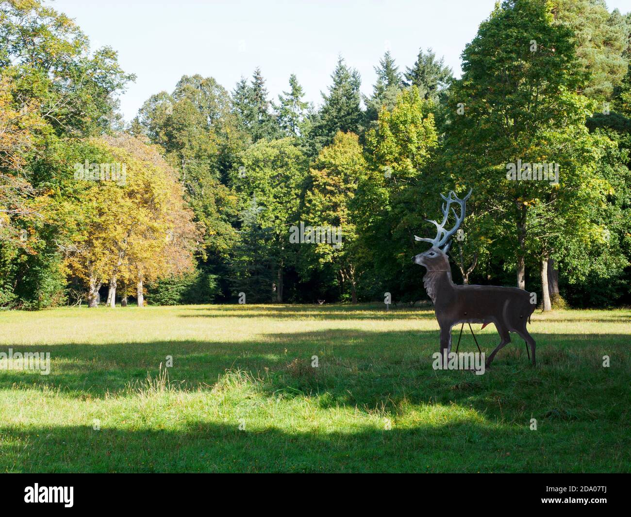 Stag at Lynford Stag picnic park, Thetford Forest, Norfolk, UK Stock ...