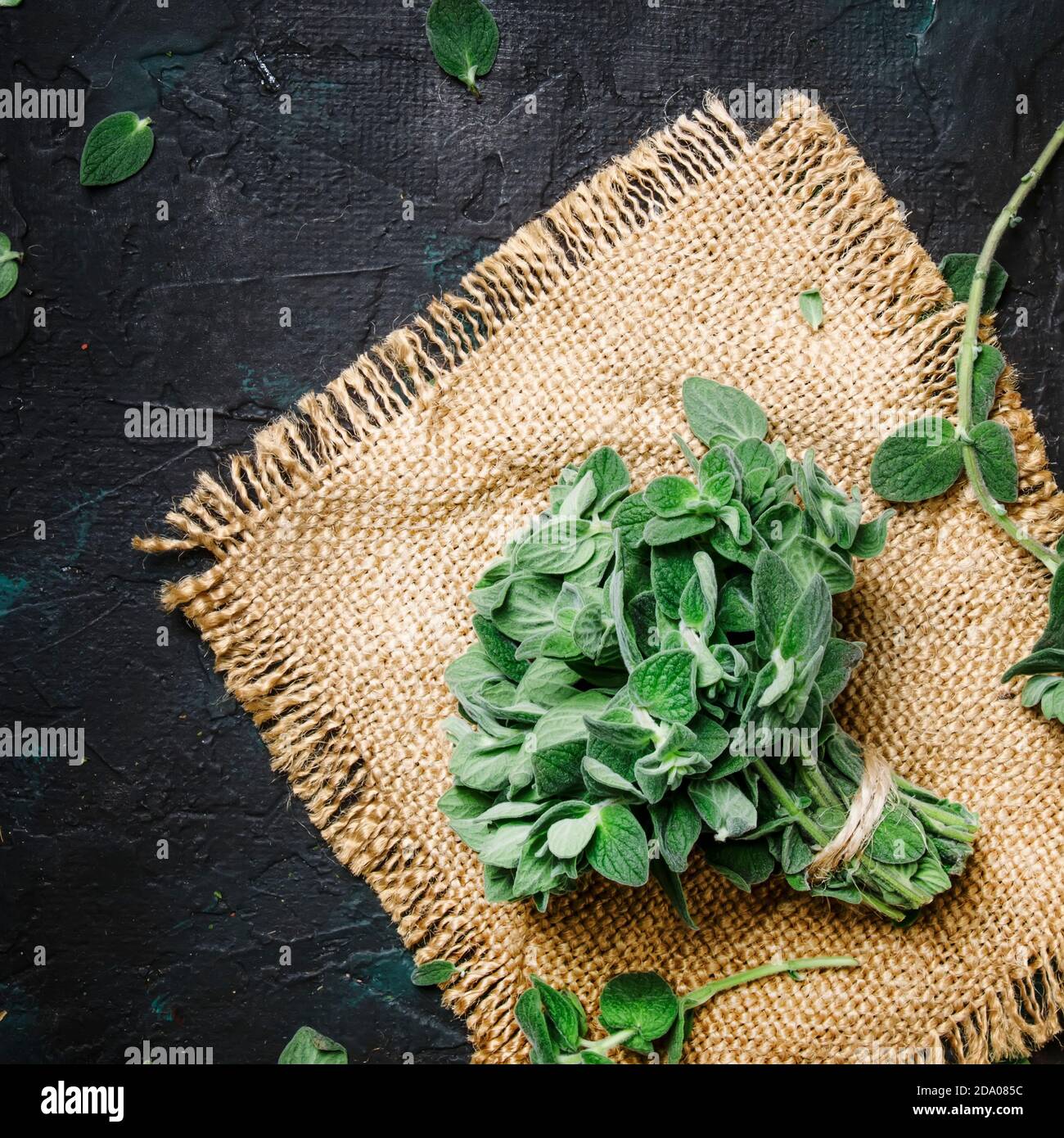 Fresh green oregano or Origanum vulgare in a beam, brown background ...