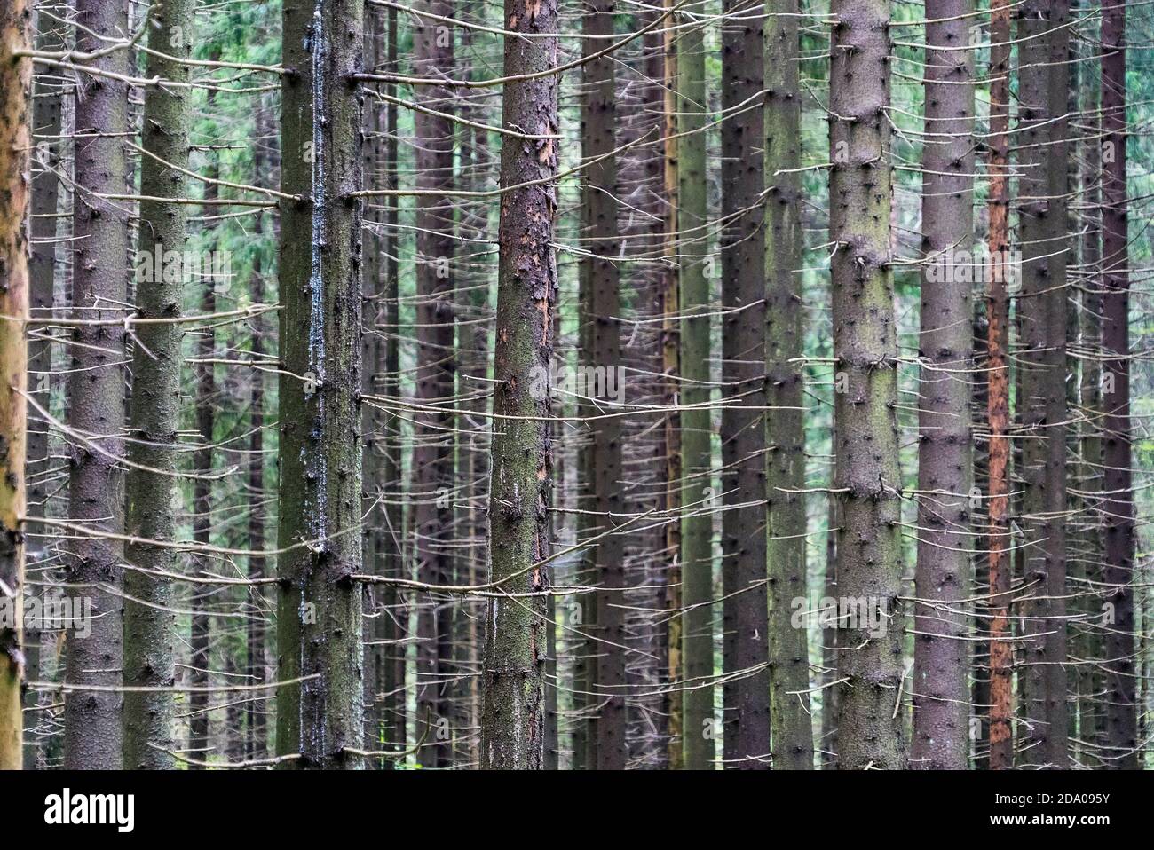 Trunks of spruce trees with dry branches in the forest Stock Photo - Alamy