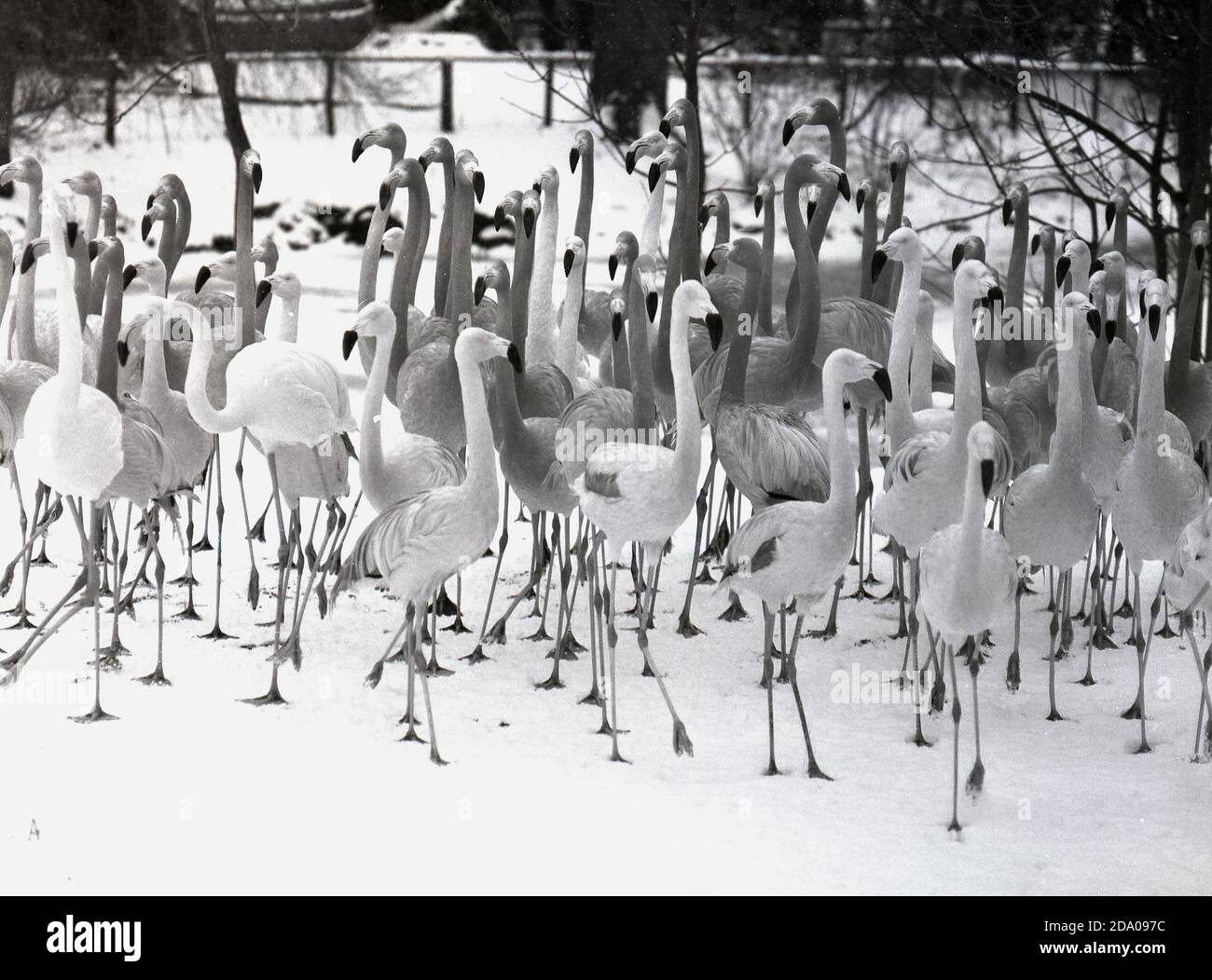 1980s, wintertime and a group of Flamingos - known as a flamboyance ...