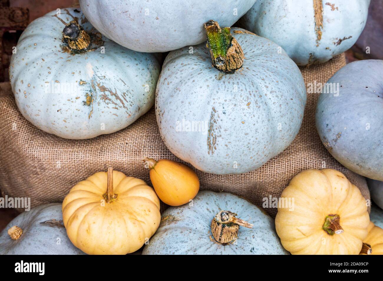 England squash hi-res stock photography and images - Alamy