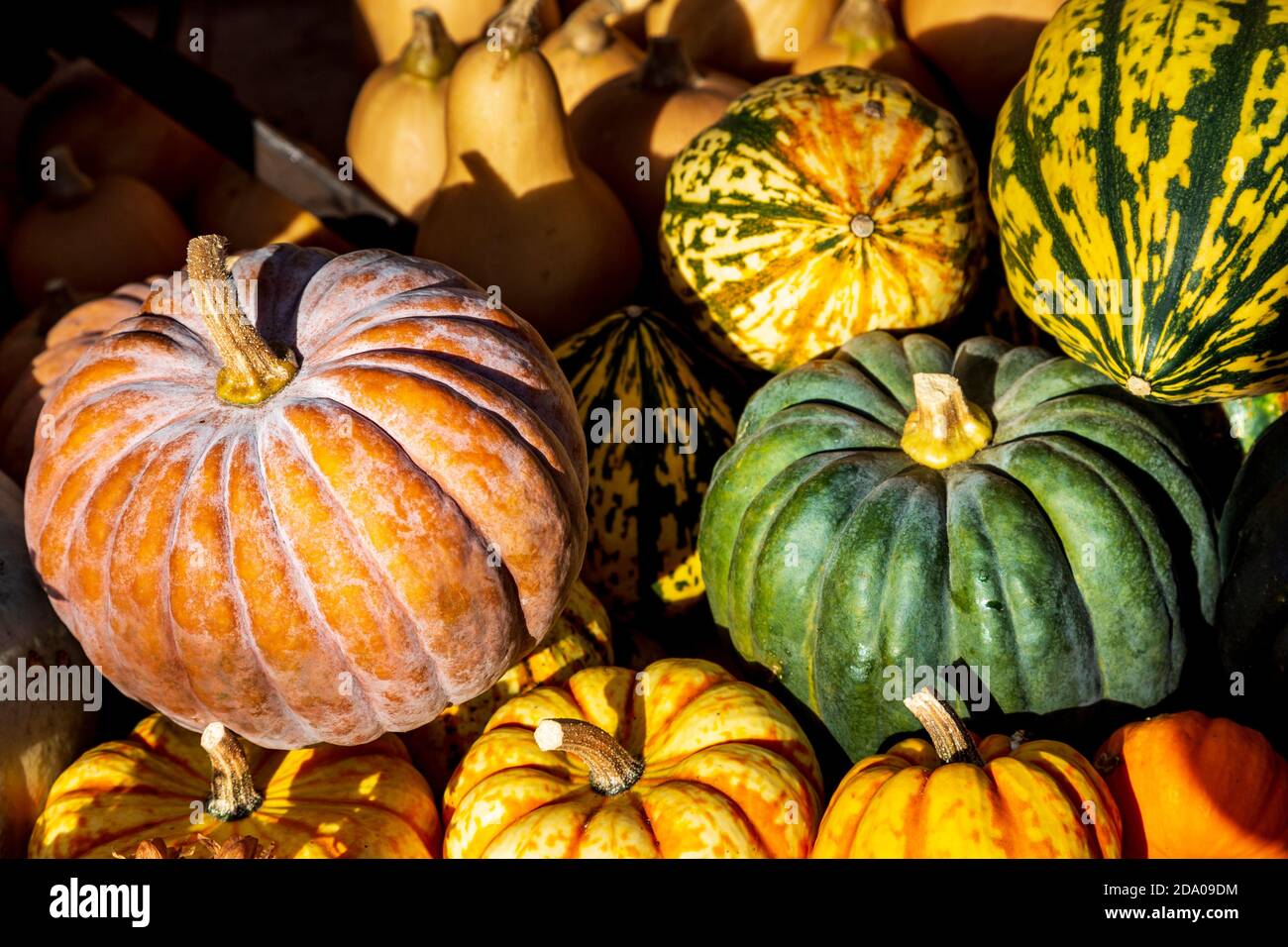 England squash hi-res stock photography and images - Alamy