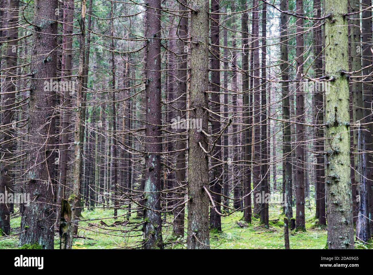 Trunks of spruce trees with dry branches in the forest Stock Photo - Alamy