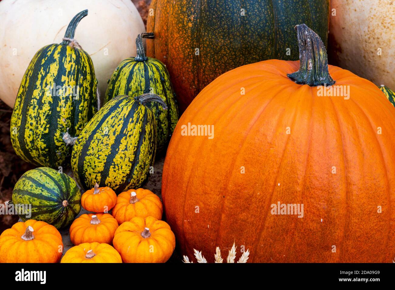 Squash autumn uk hi-res stock photography and images - Alamy