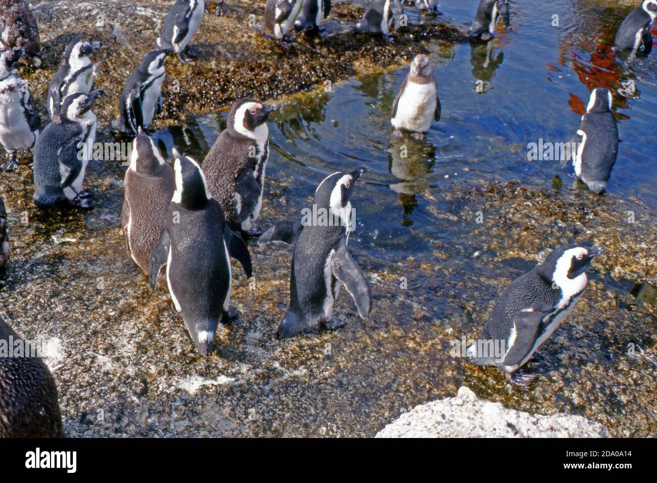 Capetown, South Africa. The Pengouin Bay (scanned from Fujichrome ...