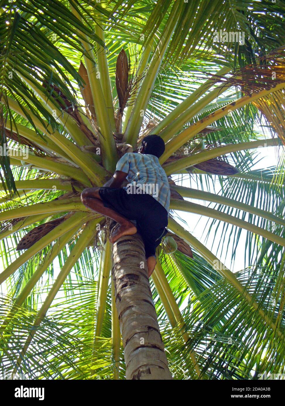 Collecting coconuts in Thailand Stock Photo - Alamy