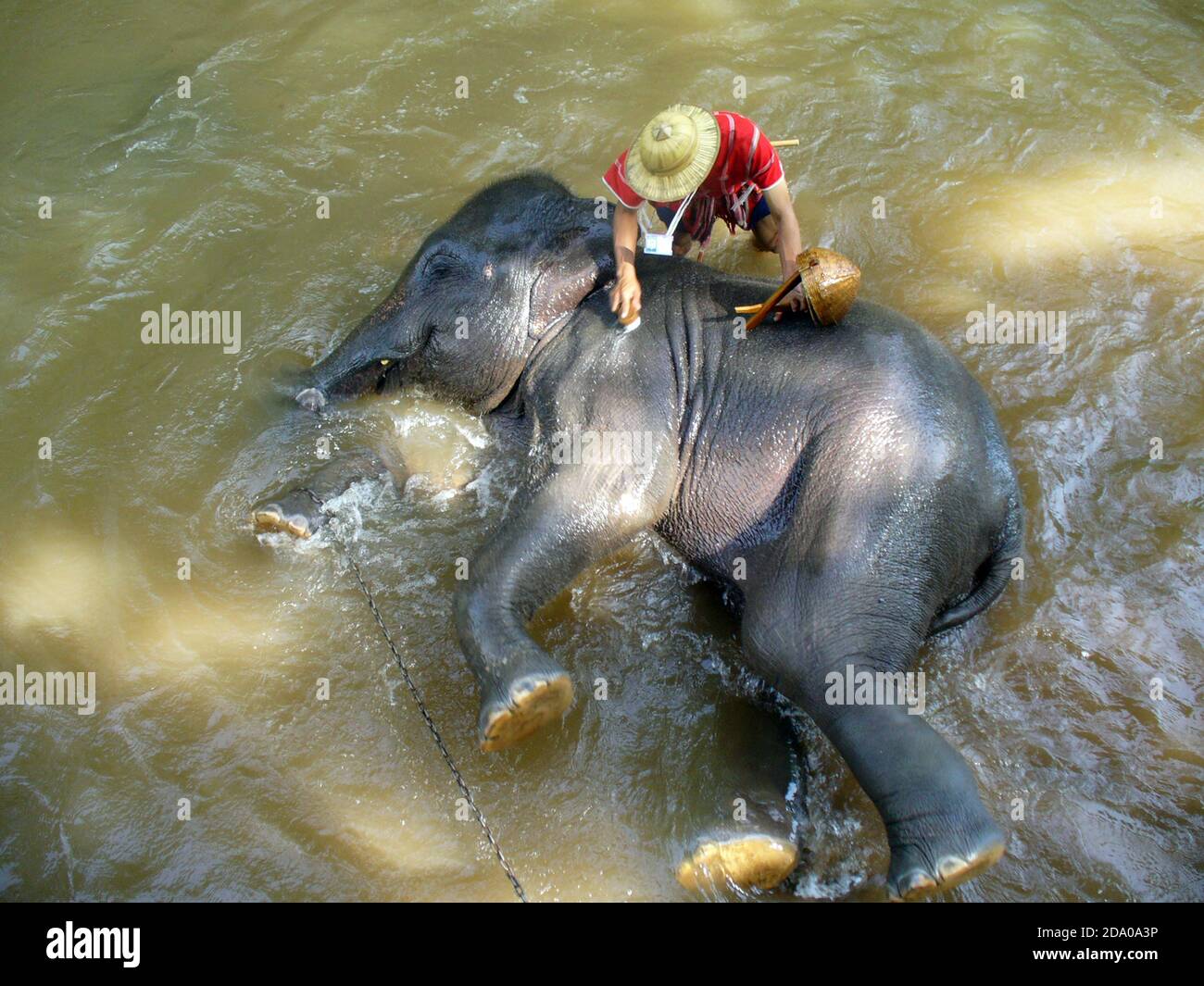 Washing elephant in Thailand Stock Photo - Alamy