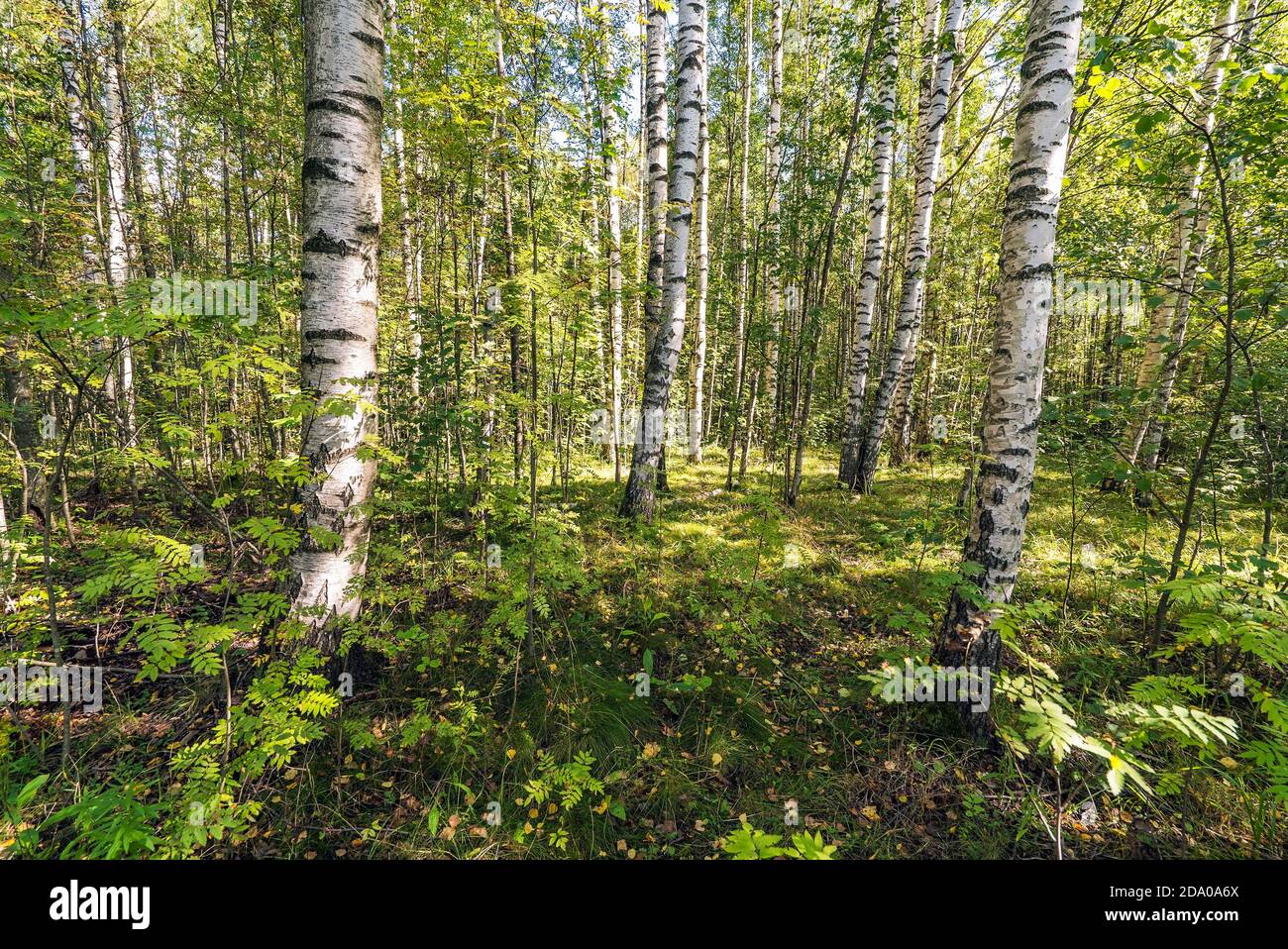 Russian birch trees hi-res stock photography and images - Alamy