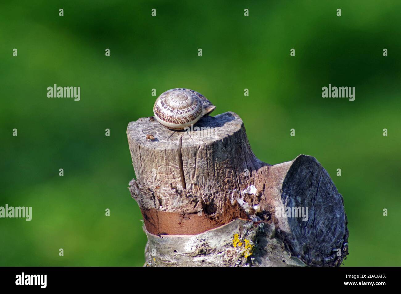 Closed snail above cut tree trunk Stock Photo - Alamy