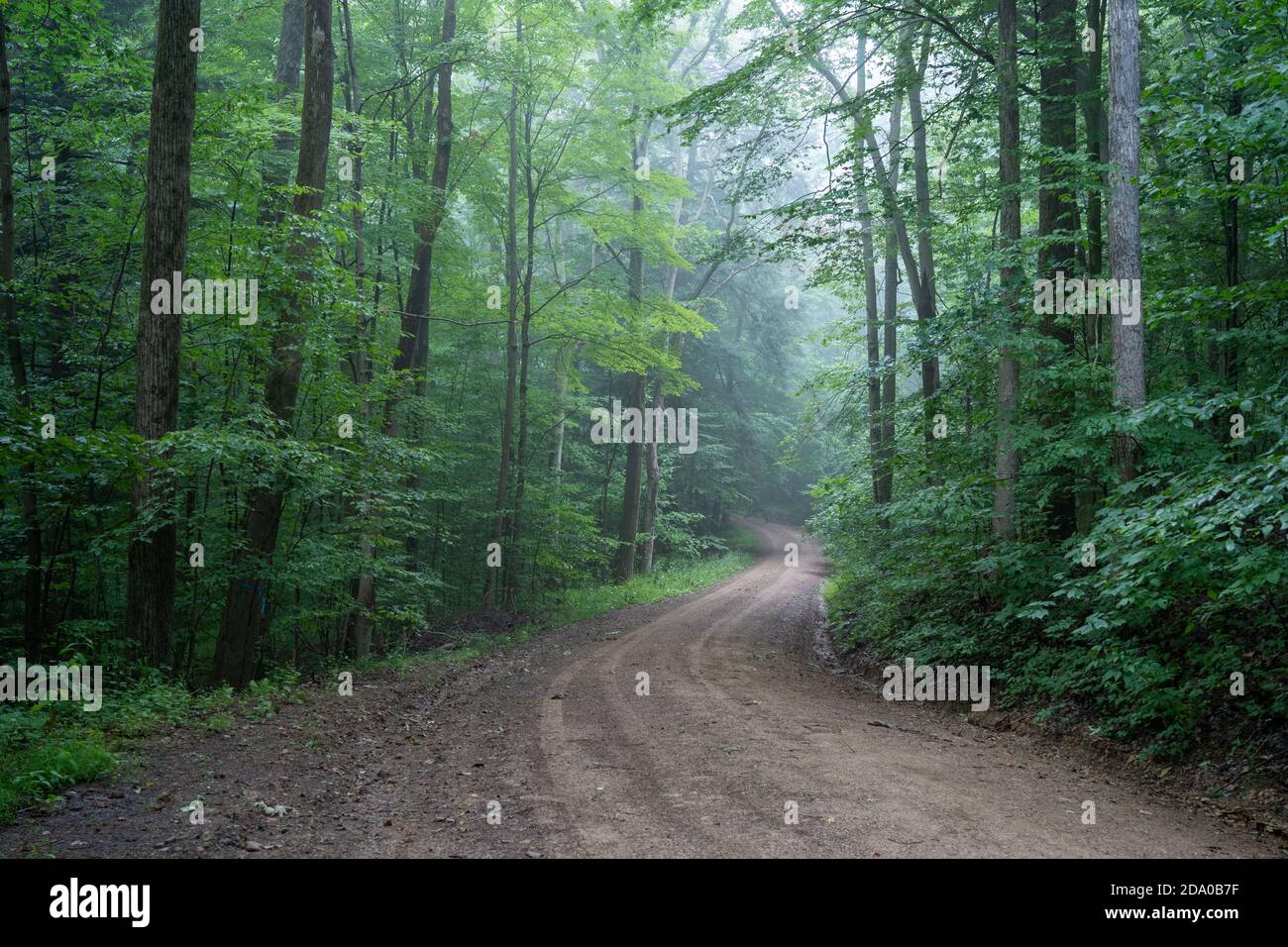 Pathway in a forest captured during the daytime in autumn Stock Photo ...