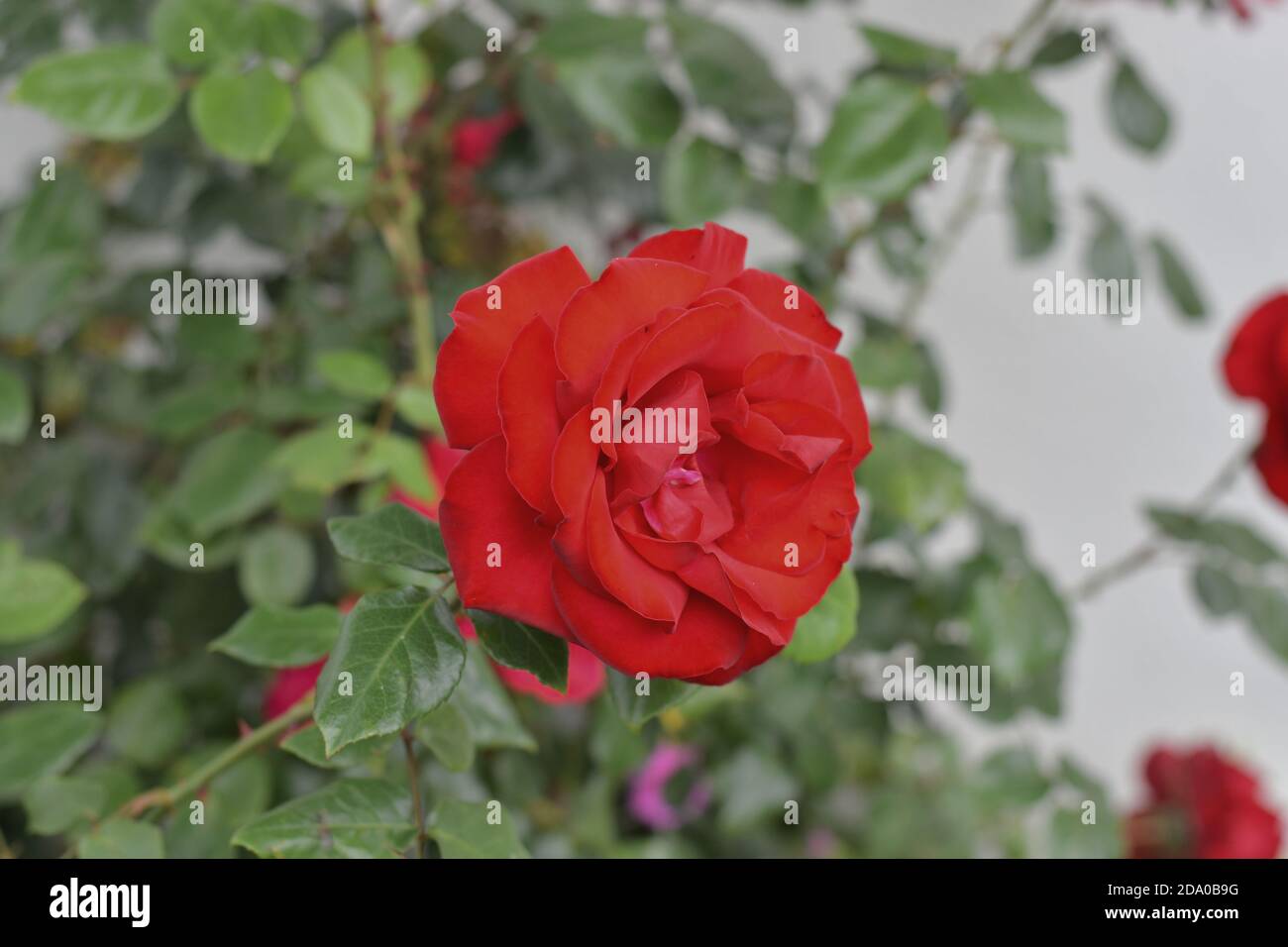 Closeup of a red rose in a garden captured during the daytime Stock ...
