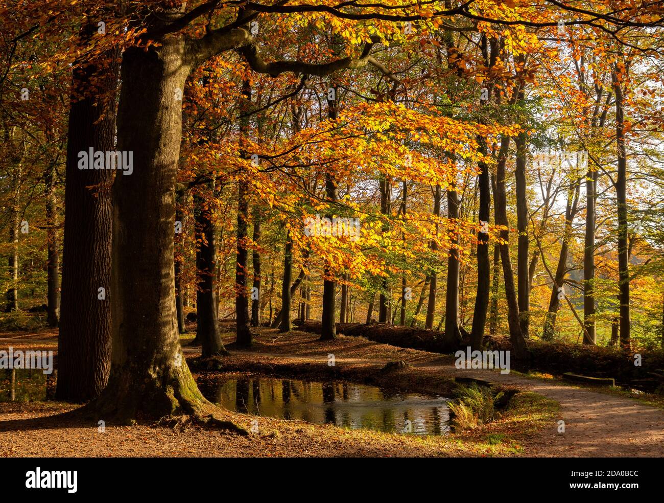 Autumn colored trees Stock Photo - Alamy