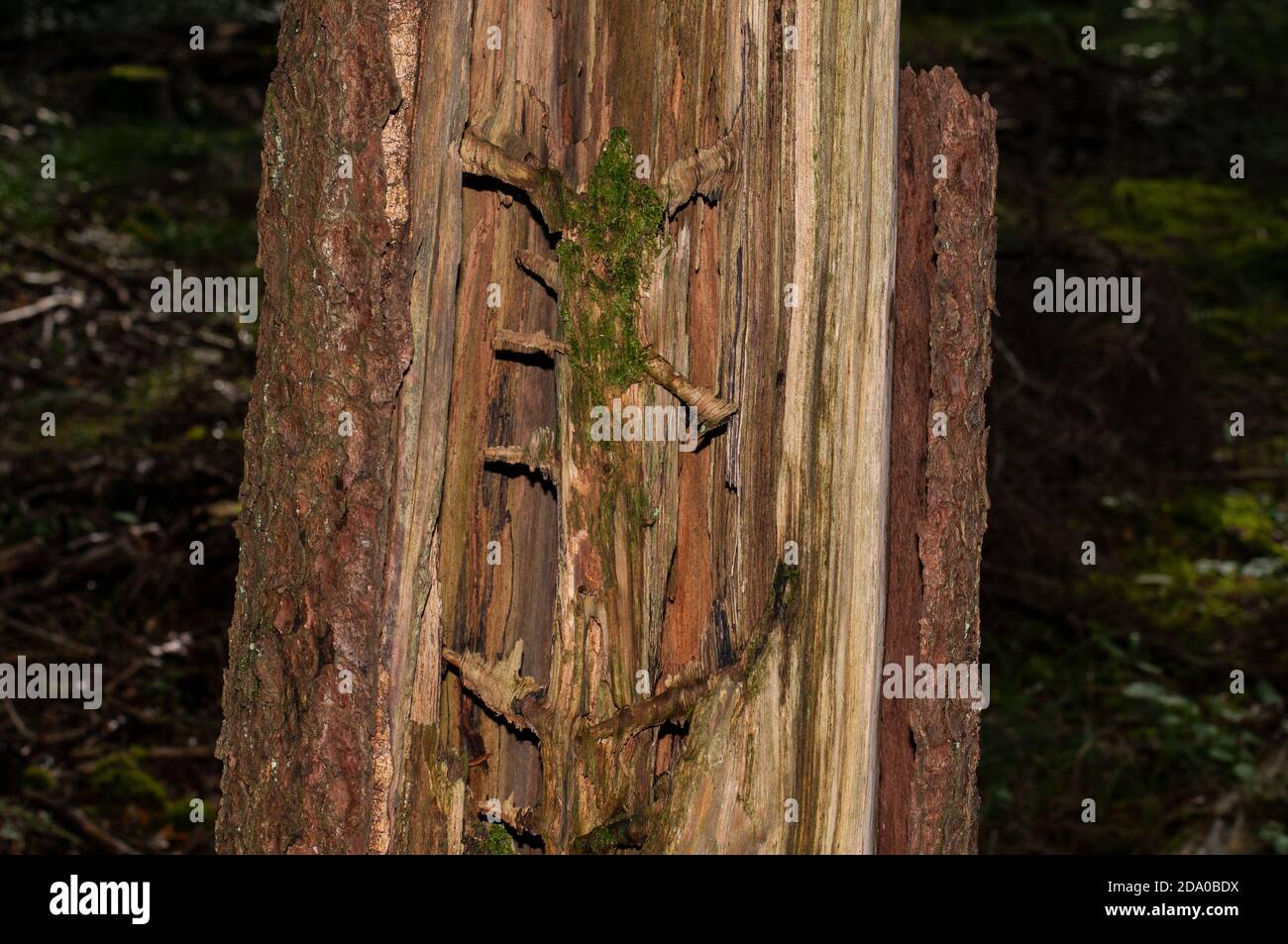 Moss growing inside tree hi-res stock photography and images - Alamy