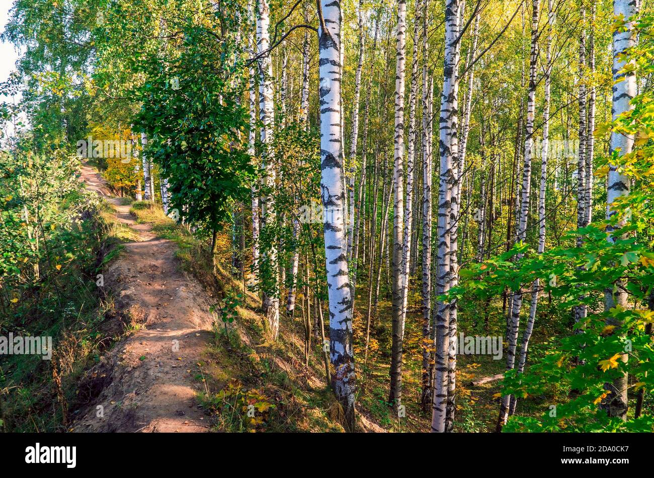 Illustration forest path hi-res stock photography and images - Alamy
