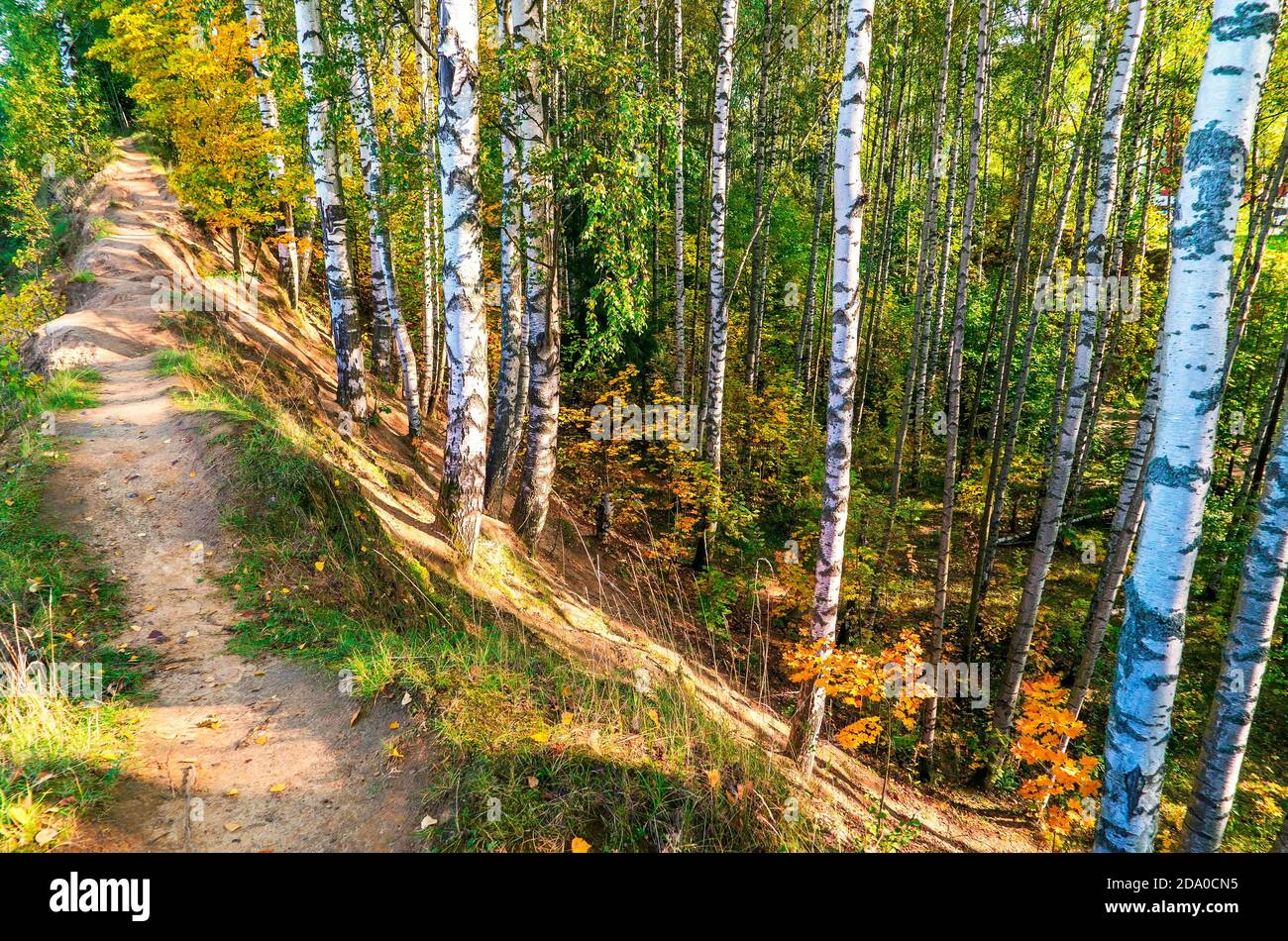 Illustration forest path hi-res stock photography and images - Alamy