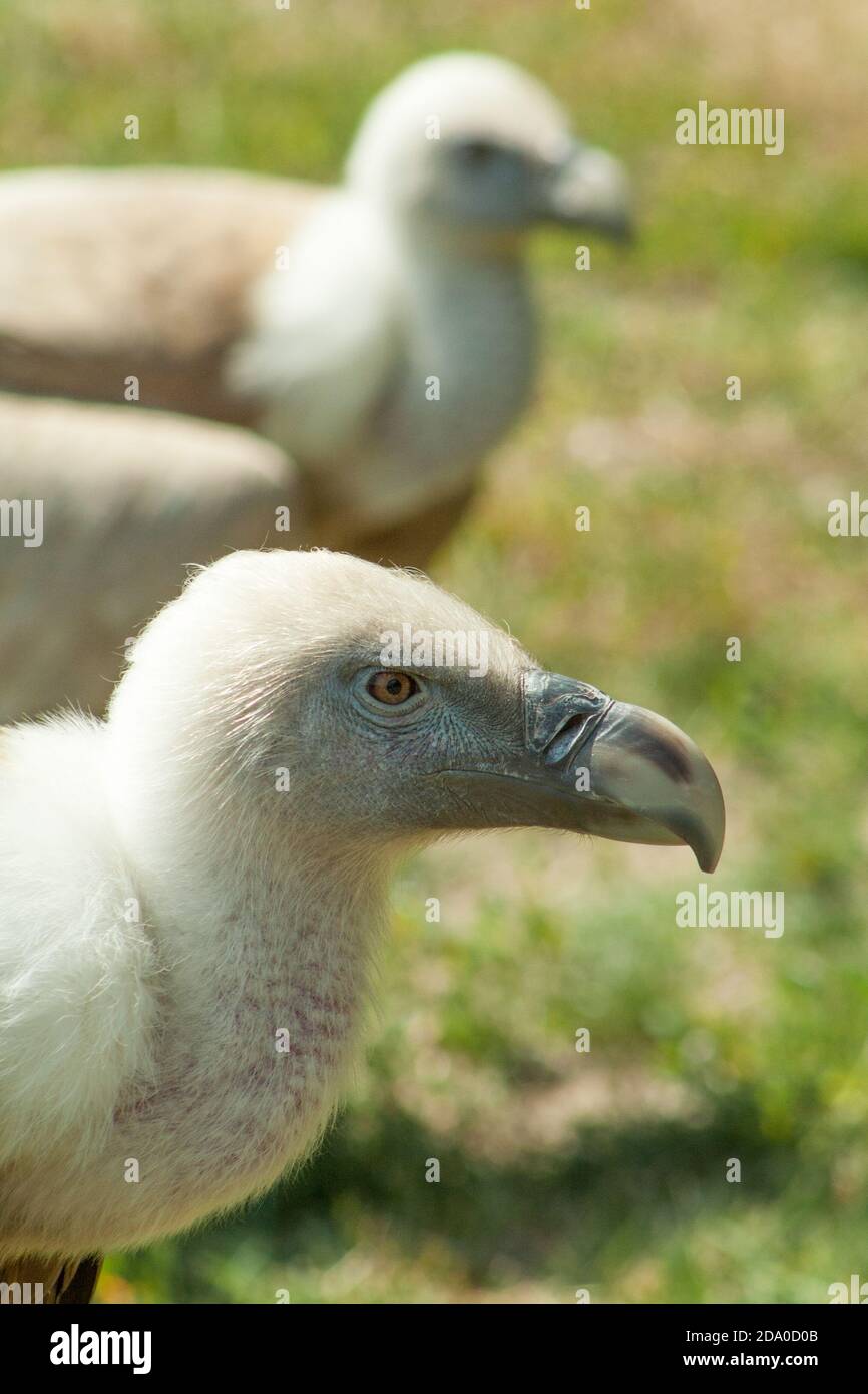 Two vultures hi-res stock photography and images - Alamy