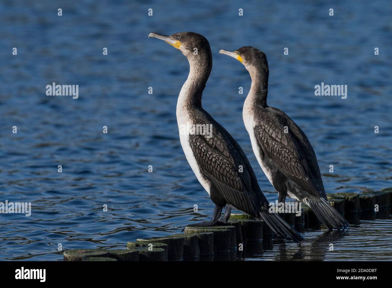 2 White-breasted Cormorant (Phalacrocorax lucidus / Phalacrocorax carbo ...