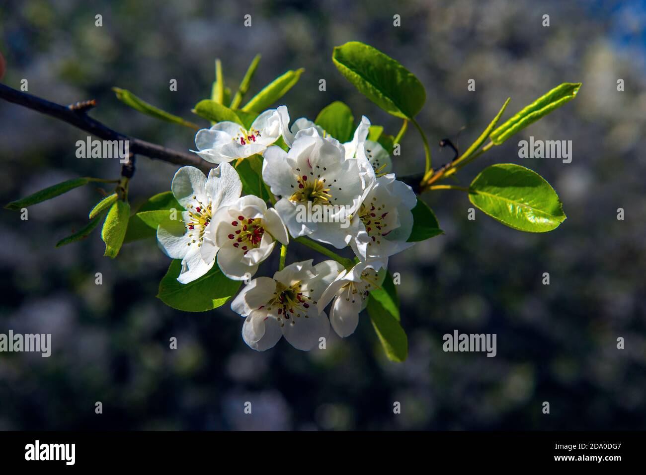 Blooming pear tree branch with beautiful white flowers with pink ...
