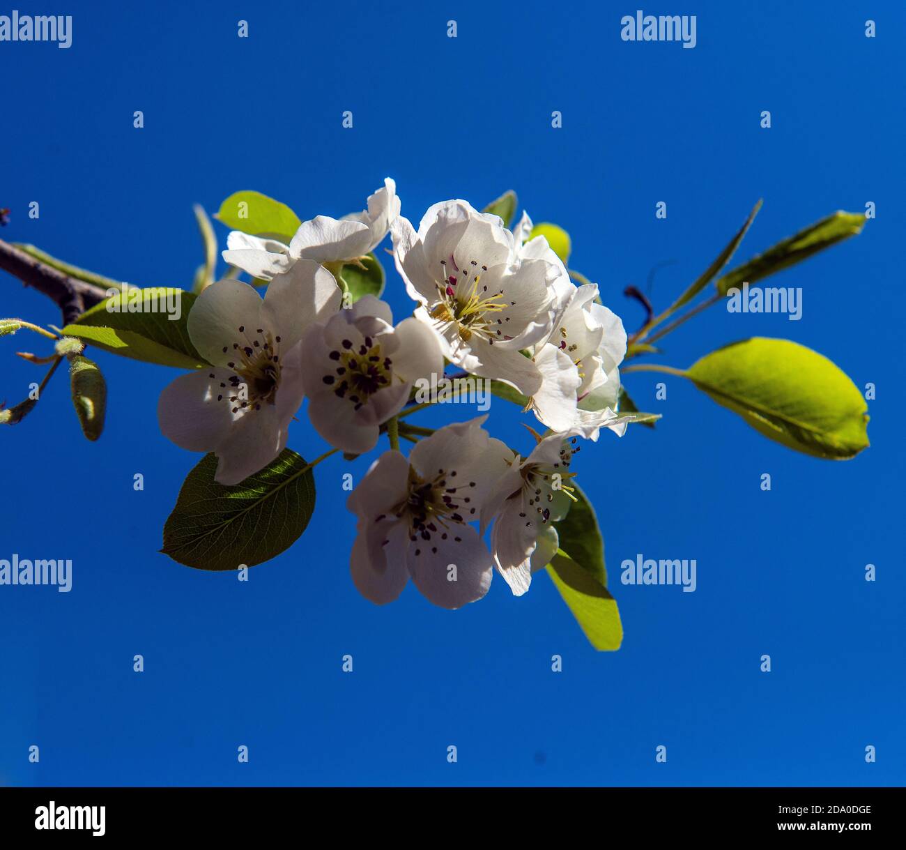 Blooming pear tree branch with beautiful white flowers with pink ...