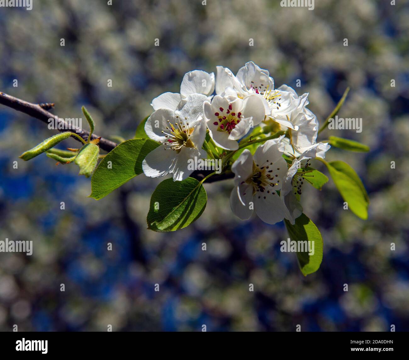 Blooming pear tree branch with beautiful white flowers with pink ...