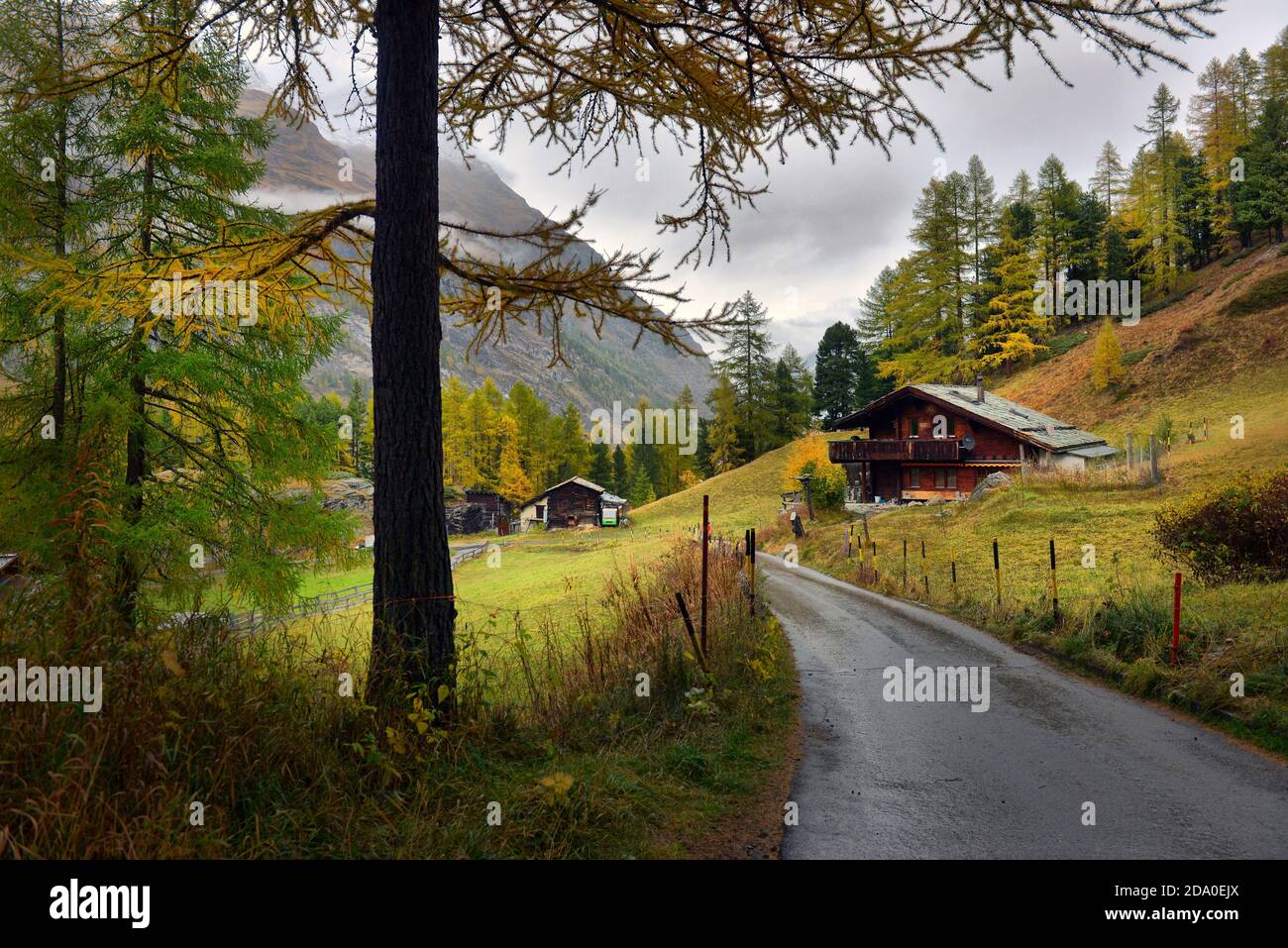 Alpine autumn deciduous forest hi-res stock photography and images - Alamy