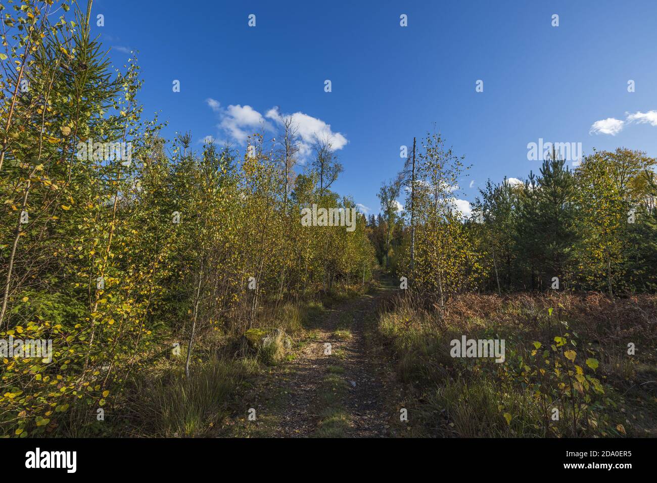 Beautiful view of autumn yellowed forest trees on blue sky background Stock Photo - Alamy