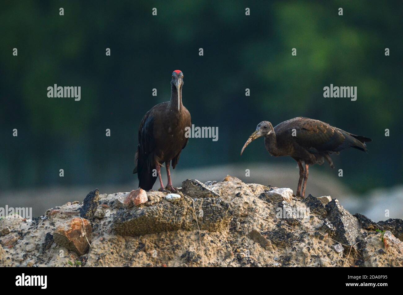 Baby scarlet ibis hadeda ibis hi-res stock photography and images - Alamy