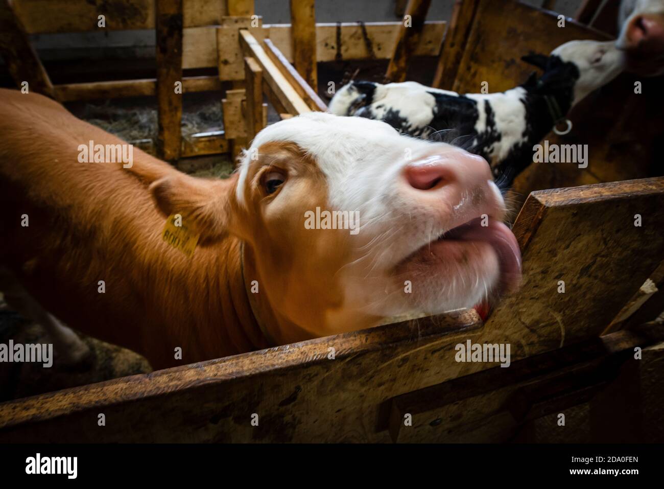 Simmental cow and calf hi-res stock photography and images - Alamy