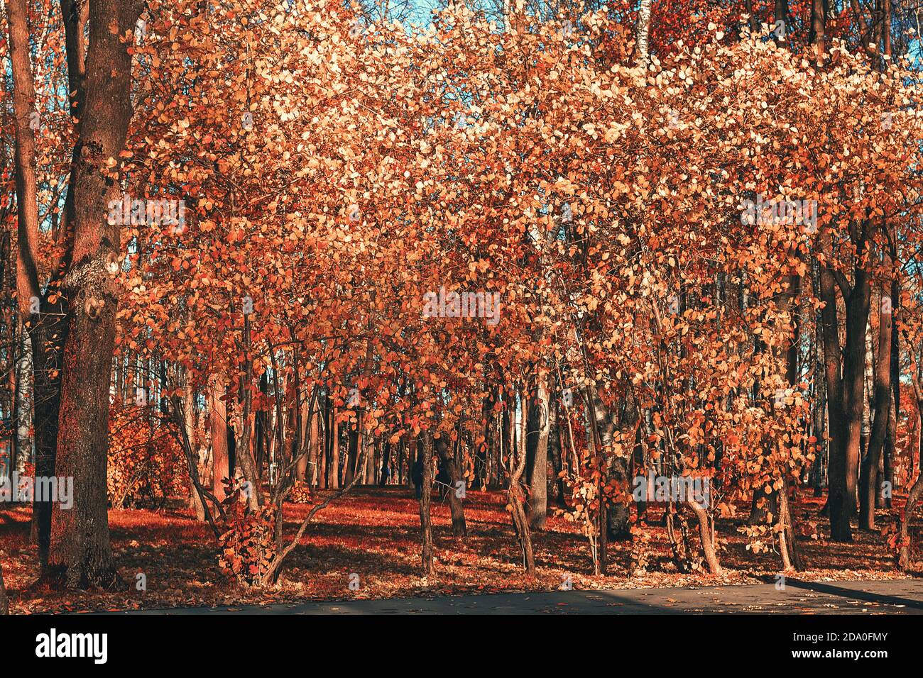 Good natural hi-res stock photography and images - Alamy