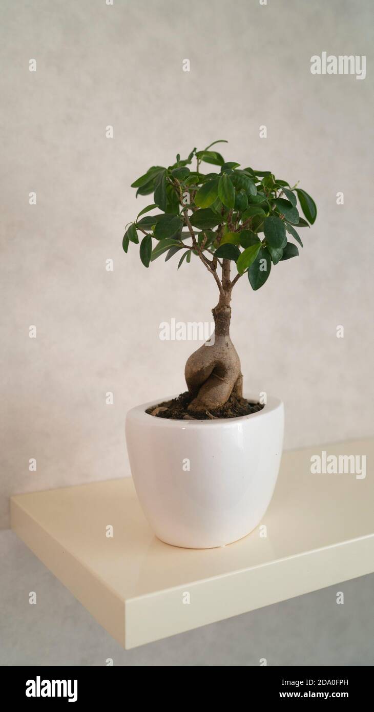 Bonsai tree grows in a pot. Miniature japanese bonsai tree isolated ...