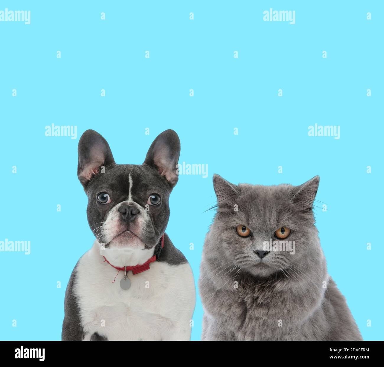 Dutiful French Bulldog wearing collar and British Long hair cat looking ...