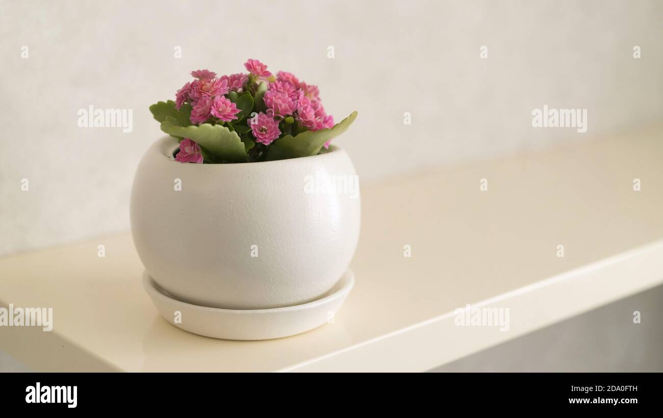 Kalanchoe flower in a pot. pink Kalanchoe flowers in a pot on a white ...
