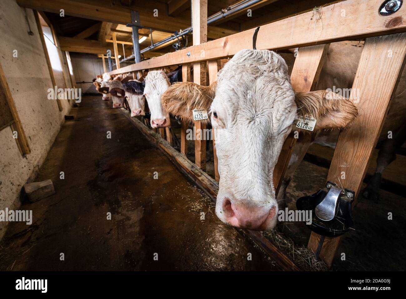 Cows stand in a row in a wooden pen in a cow barn, Ackernalm, Tyrol ...