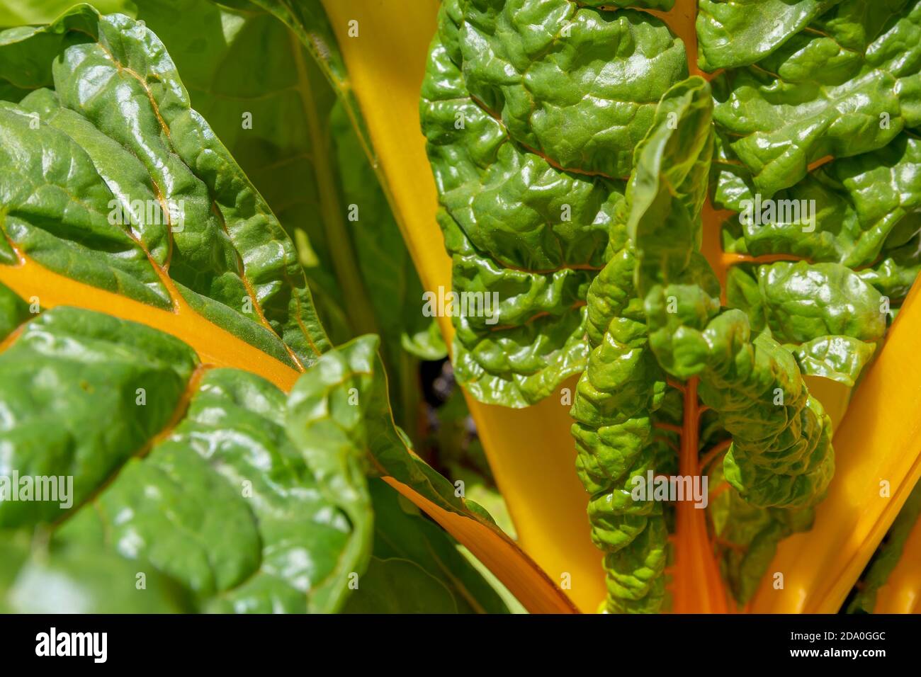 Closeup shot of a Lush Swiss chard plant with large green leaves Stock ...