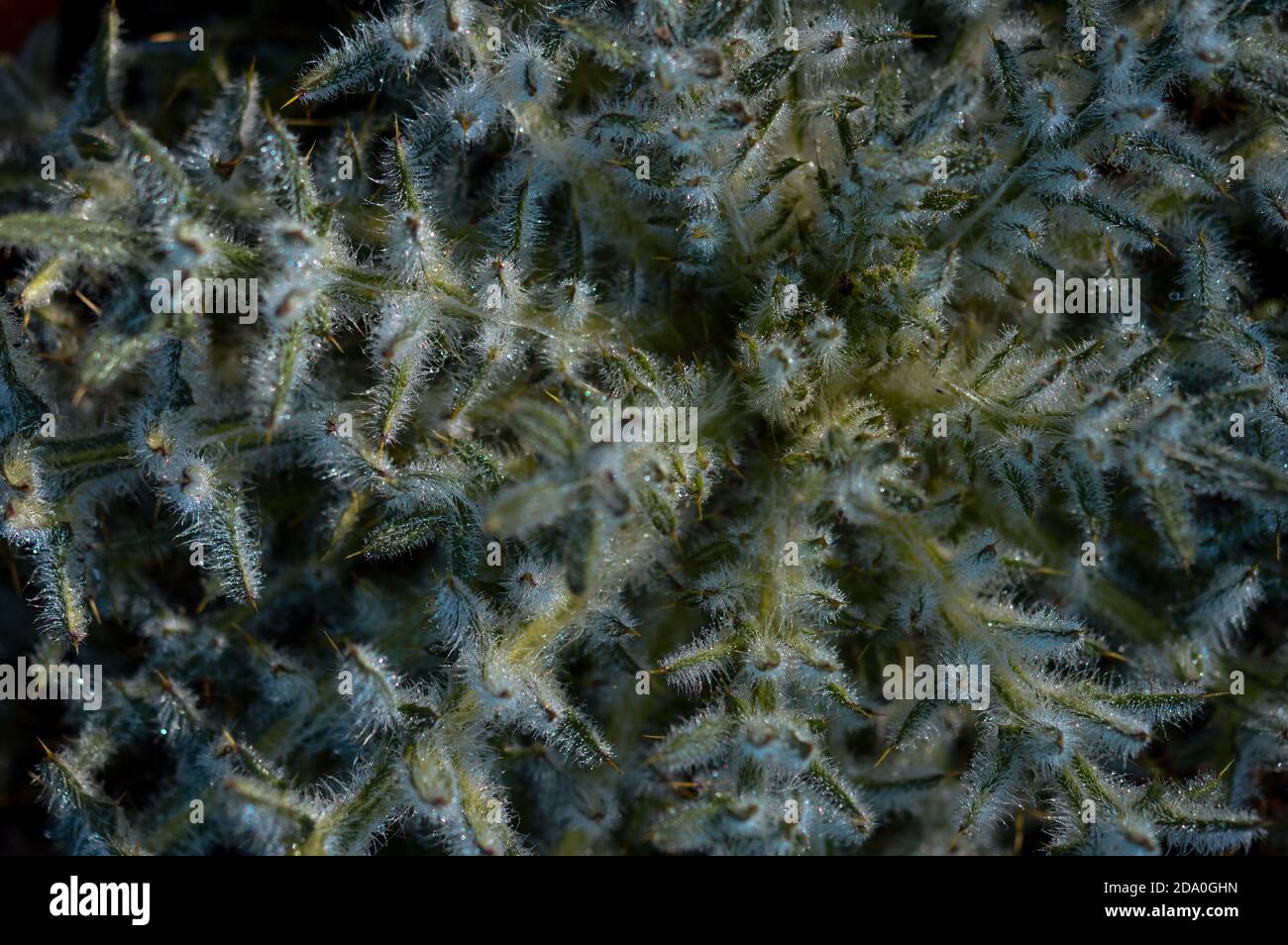 Top view shot of a thorny thistle plant Stock Photo - Alamy
