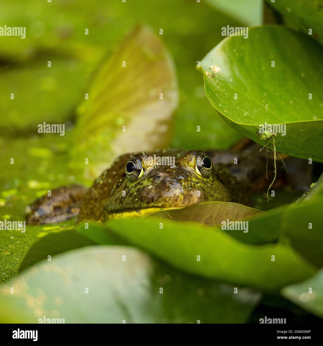 Frog in big leaves hi-res stock photography and images - Alamy