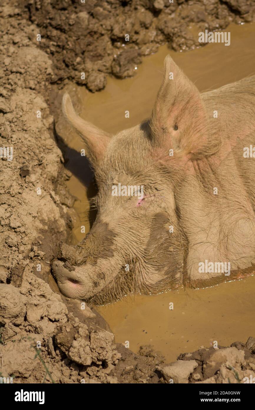 Hot pink pig face hi-res stock photography and images - Alamy