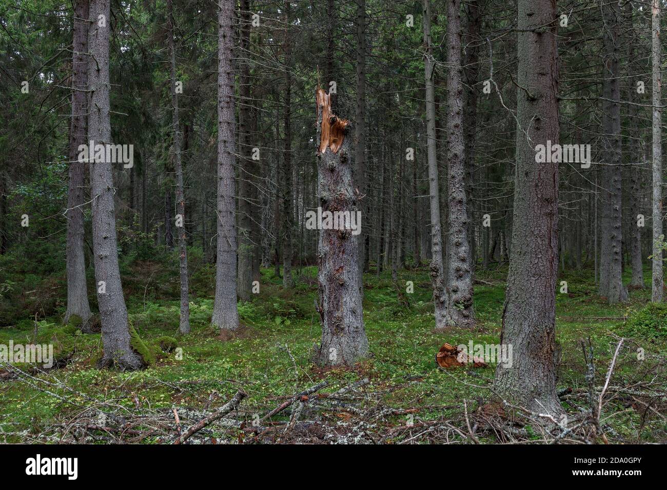 Pine trees trunks in the forest Stock Photo - Alamy