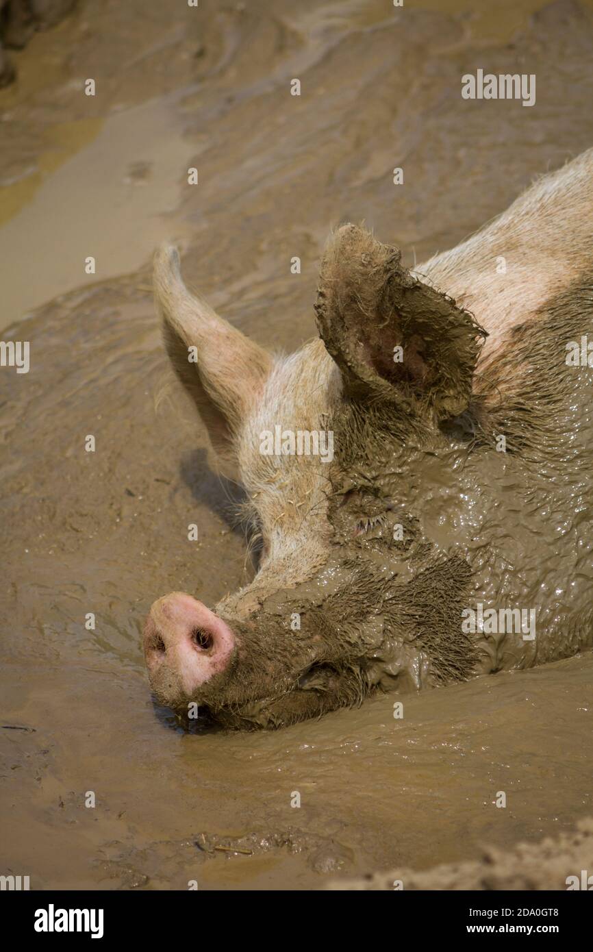 Face of smiling large domestic pig taking a nap in a mud bath with half ...