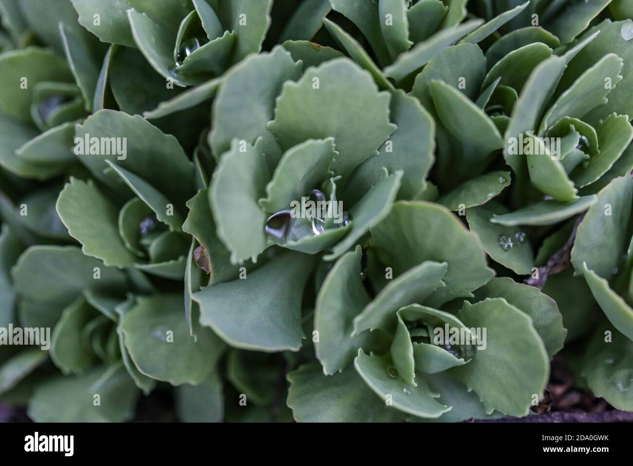 closeup of sedum plant Stock Photo - Alamy