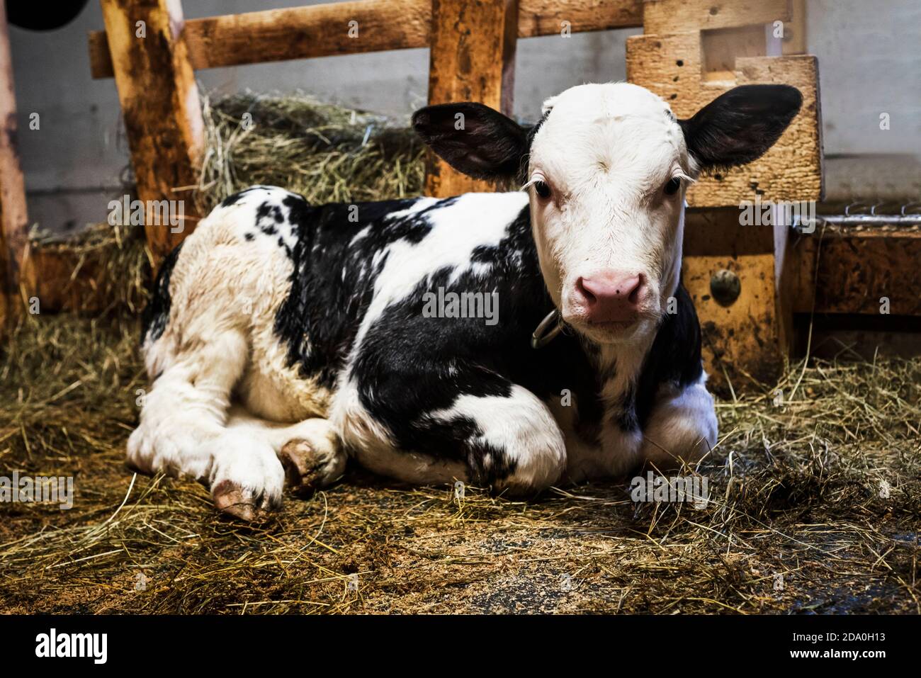 A one week old black and white spotted calf lies in straw on the floor ...