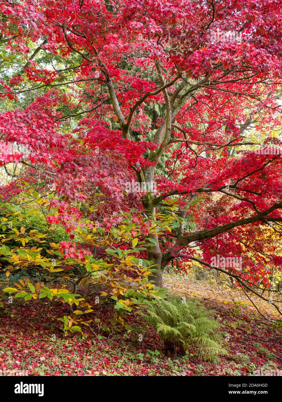 Red Autumn Tree, Fall Tree, Englefield House Gardens, Englefield Estate ...