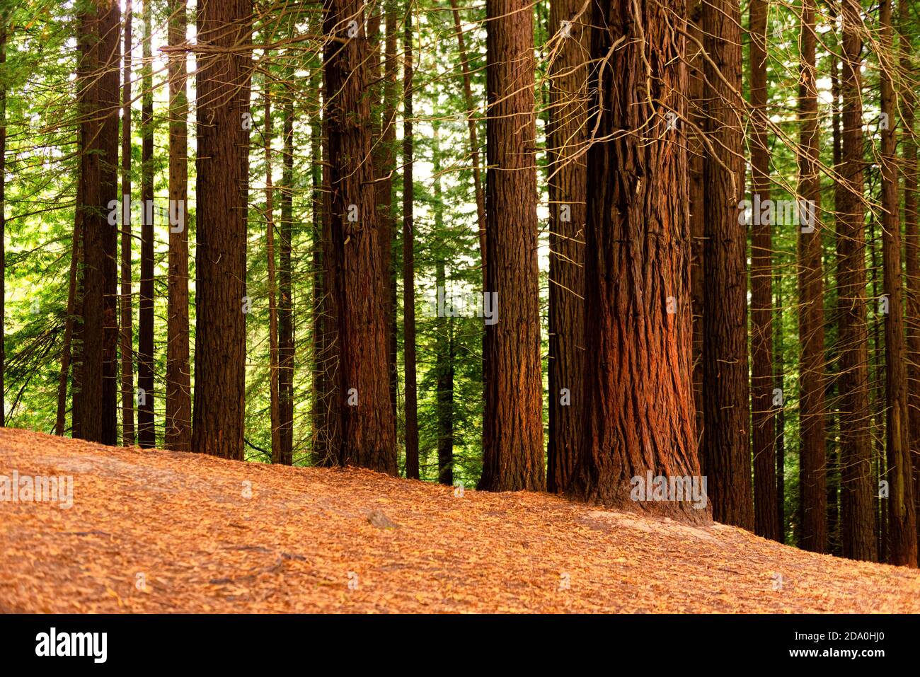 Giant sequoia tree growing in hi-res stock photography and images - Alamy