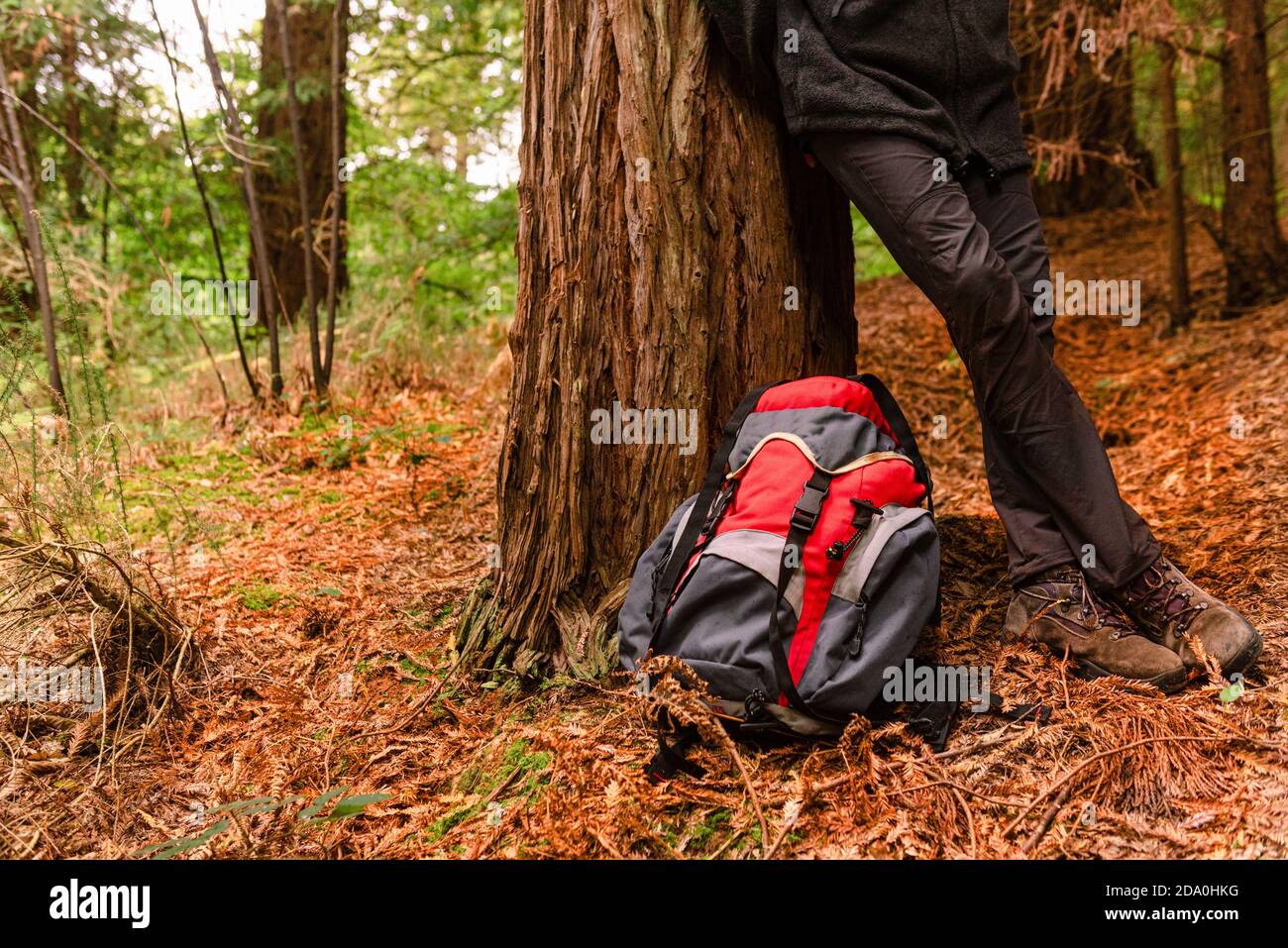 Crop traveler leaning on big tree while standing in Monte Cabezon ...