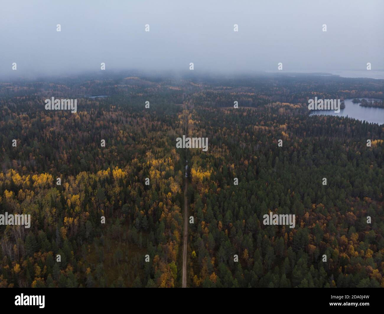 Thicket swamp hi-res stock photography and images - Alamy