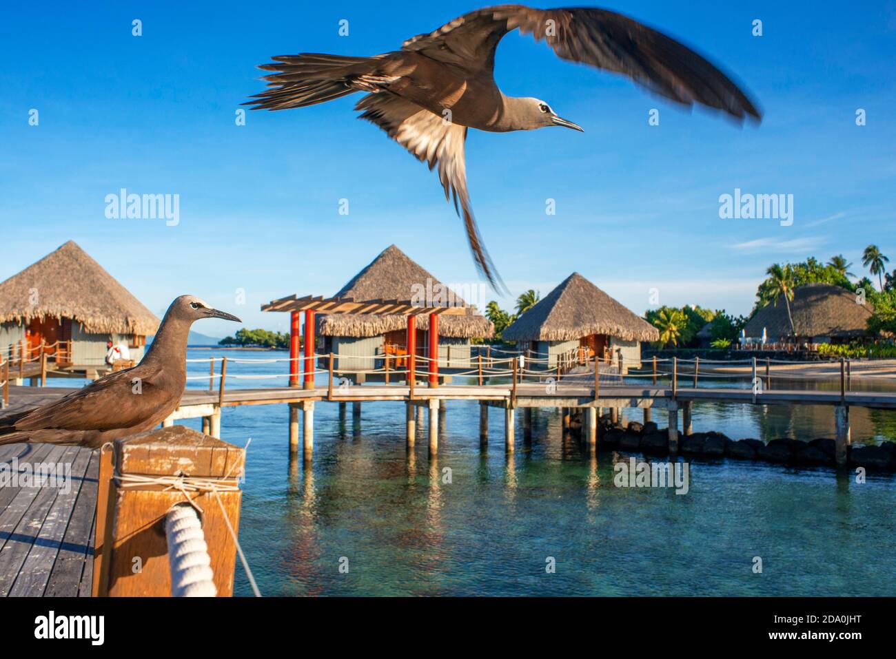 Sunset in Le Meridien Hotel on the island of Tahiti, French Polynesia ...