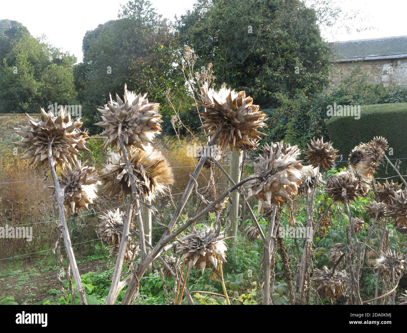 Interest for a winter garden with the giant, sculptural, spiky flower ...